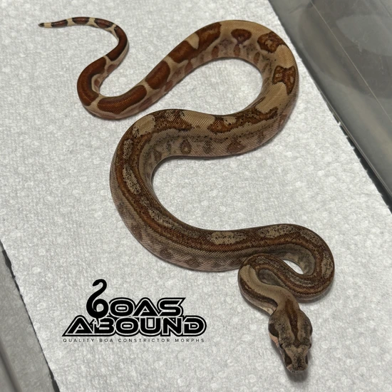 Pink Panther Hypo Dh RDR BEA VPI (Specter) Boa Constrictor by Boas Abound