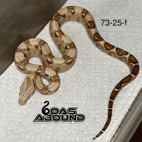 Red Panther VPI Het RDR BEA (Specter) Boa Constrictor by Boas Abound