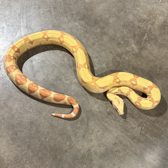 Lipstick Line Sunglow Het Anery (Moonglow) Boa Constrictor by Boas Abound