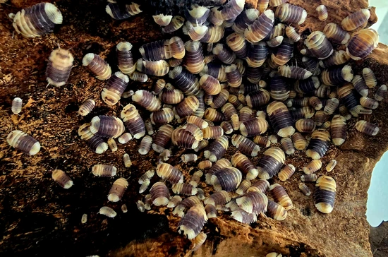 Cubaris Snow Bees 12ct Isopod by Epic Scales
