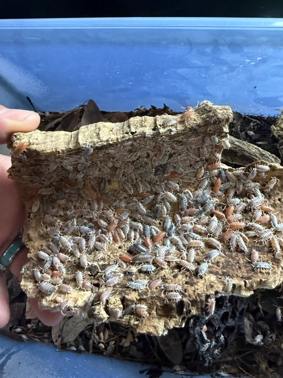 200+ Powder Isopod Mix by Raymond’s Reptiles