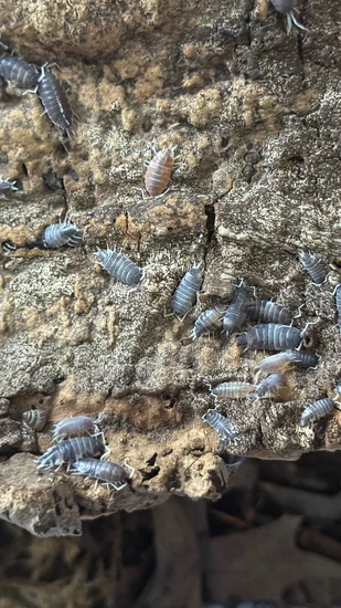100ct “Oreo Crumble” Isopod by Raymond’s Rollies