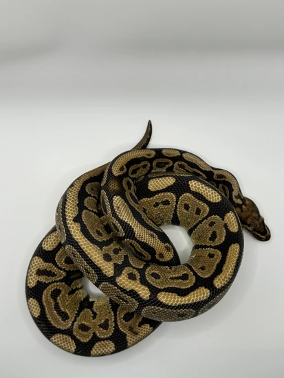 Pastel Ahi Ball Python by Garden of Eden Exotics