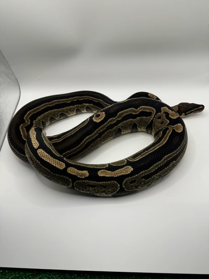 Tri-strip Het Pied Ball Python by Garden of Eden Exotics