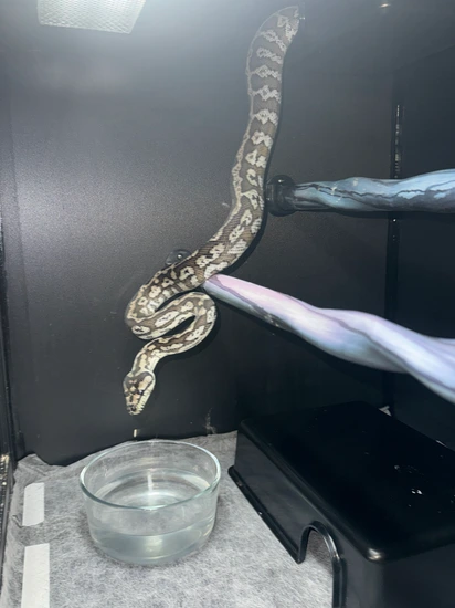 Pair Of Axanthic Het Granite Irian Jaya Carpet Python by Garden of Eden ...