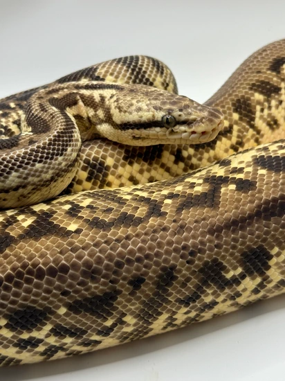 Pastel Calico Spot Nose Leopard Het Clown Ball Python by Garden of Eden ...