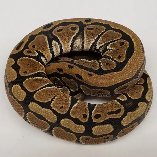 66% Het VPI Patternless Ball Python by Exotic Designs Reptiles