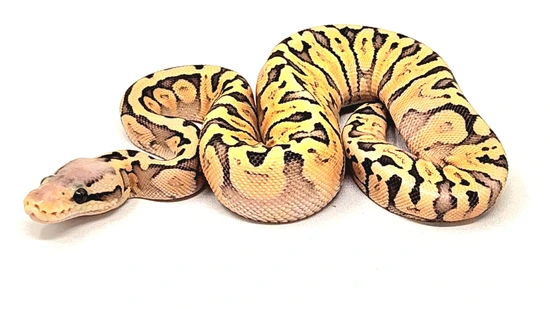Super Pastel GHI Puzzle Pos Weirdo Ball Python by Exotic Designs Reptiles