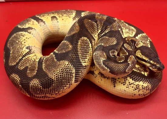 Adult Female Enchi Odyb Ball Python by REK Reptiles