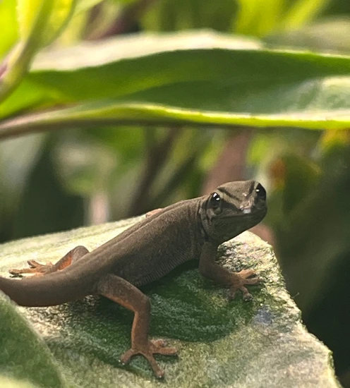 Lygodactylus Williamsi - Electric Blue Day Gecko Pair by Central ...