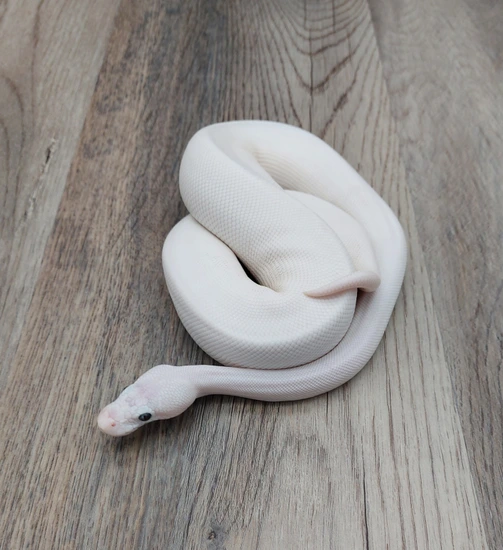 BEL) Butter Mojave Ball Python by Eric's Morph Factory