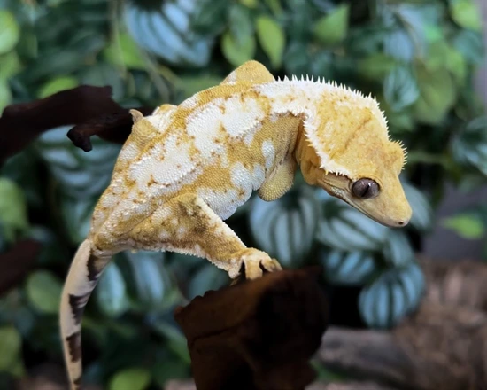 Becky With The Good Hair Crested Gecko by Geckos On The Hill