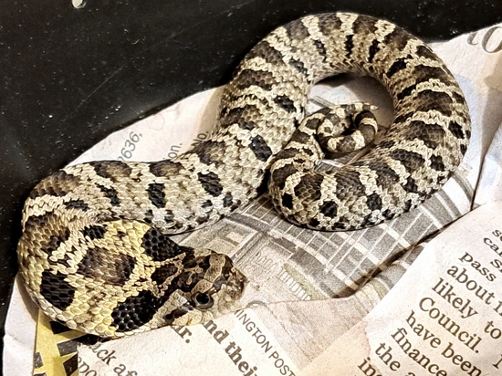 Cbb, '23, Gorgeous Heterodon Platirhinos Eastern Hognose by Gnarodia