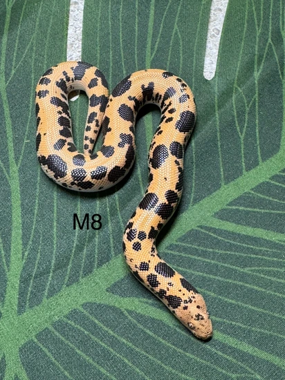 Dodoma Reduced Pattern Male Kenyan Sand Boa by Sandboas by Scott Miller