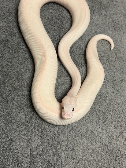 BEL Ball Python by M.E.aT Ballz