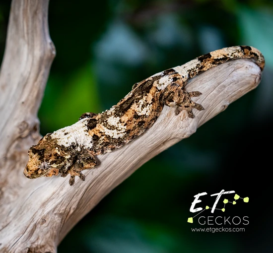 "Tactical Turnip" - High White Chahoua Chahoua Gecko by E.T. Geckos
