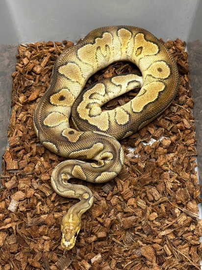 Proven Breeder - Wookie Red Stripe Yellow Belly Clown Ball Python by Clutch Bros Ball Pythons