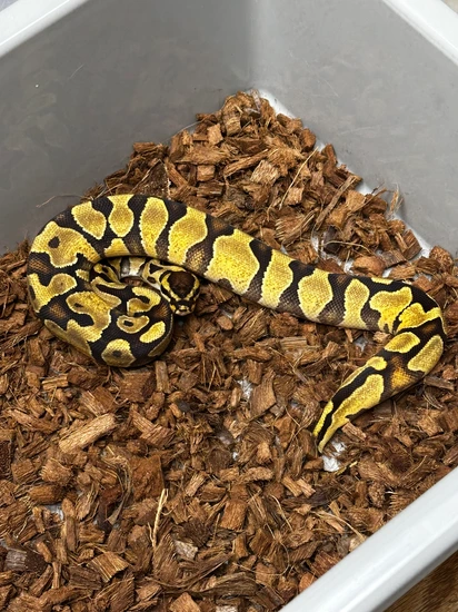 Enchi Yellow Belly Het Clown 50% Het Monsoon Ball Python by Clutch Bros ...