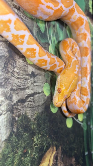 White Albino Retic Reticulated Python by EKexotics