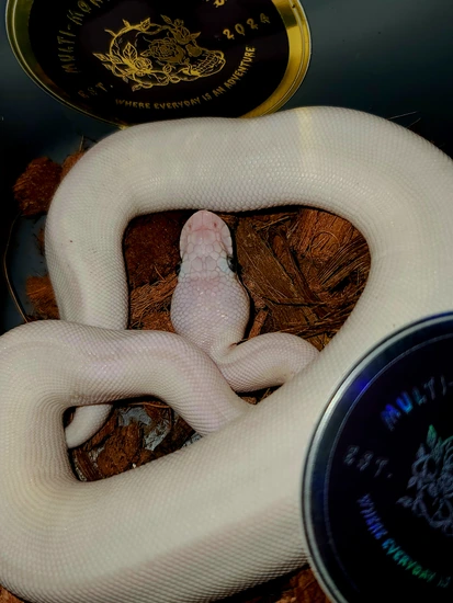 BEL Lesser Mojave Russo Ball Python by Multi-Morph Exotics