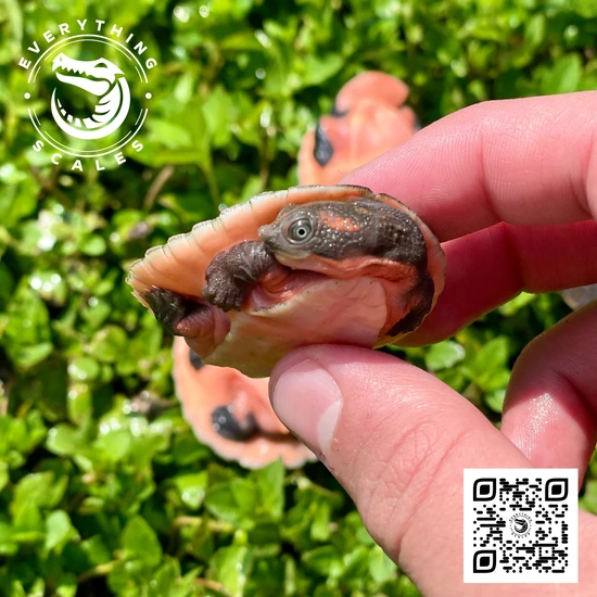 GORGEOUS!! Baby Pink Bellied Snapping Turtles Side-Necked Turtle by ...