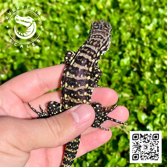 POS Het Albino BEAUTIFUL BABY BLUE TEGUS Argentine Tegus by Everything ...