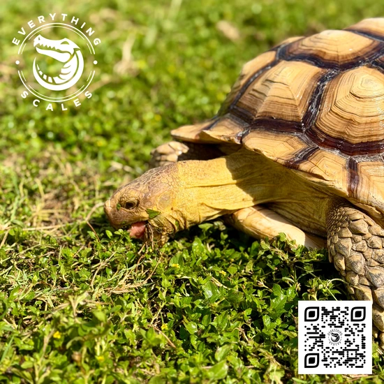 GORGEOUS Subadult Sulcata Tortoise by Everything Scales LLC