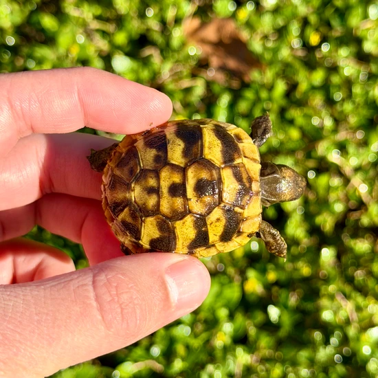 NO RESERVE Beautiful Baby Hermanns Tortoise (Read Description) Hermann ...