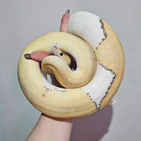 CB22 Champagne Cinnamon Fire Ball Python by Eve's Temptations Royal Pythons