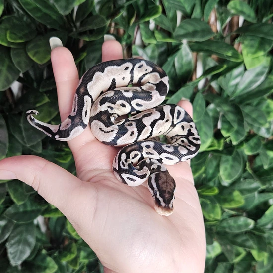 CB24 Pastel Axanthic 66% Het Desert Ghost Ball Python by Eve's ...