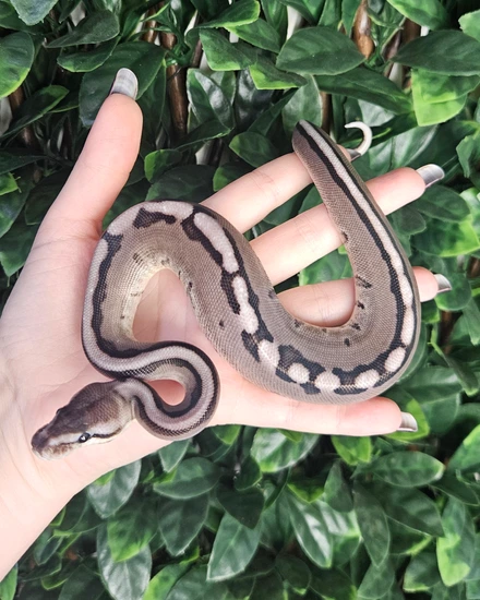 Axanthic Genetic Stripe Ball Python by Eve's Temptations Royal Pythons