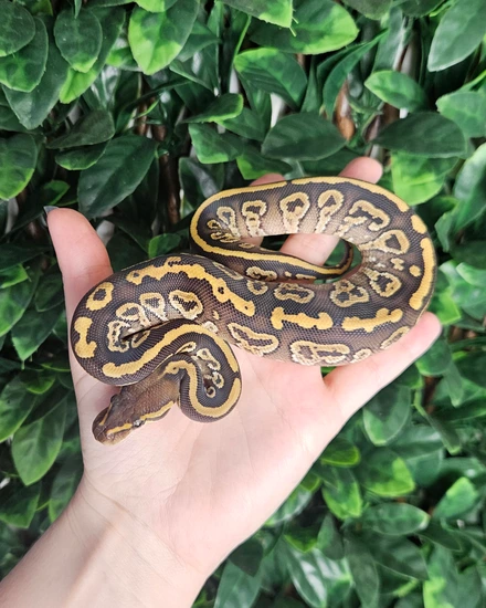 Mojave Orbit Het Hypo Ball Python by Eve's Temptations Royal Pythons