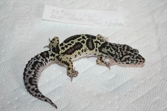 Mack Snow Bold Leopard Gecko by Suncharmers Colorful Collareds And More