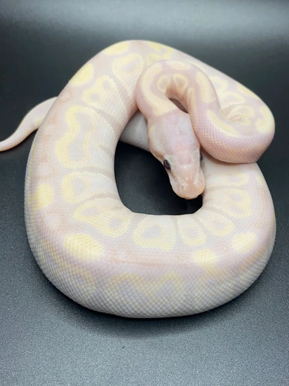 Female Super Banana Ball Python by Central Florida Ball Pythons, LLC