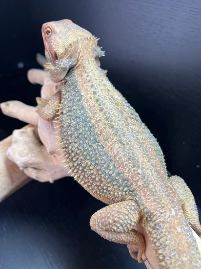 Thunderbolt Dunner Bearded Dragon Central Bearded Dragon by Evolution Dragons