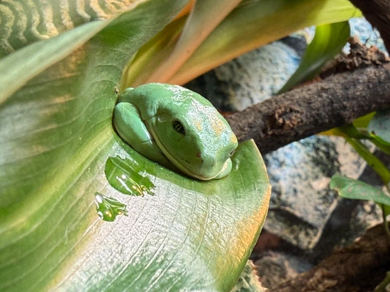 Mexican Leaf Frog Other Tree Frog by Evolution Reptiles