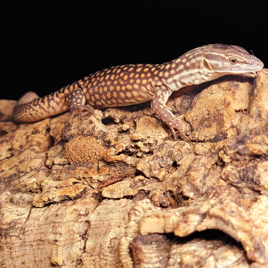 Rare Earth Line Baby Red Ackie Monitors by Evolver Reptiles