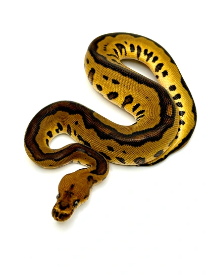 Leopard Red Stripe Trident Clown Ball Python by Always Evolving Pythons