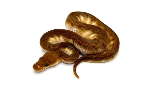 Sunset Clown Ball Python by Always Evolving Pythons