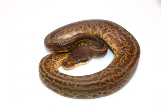 Leopard Sunset Dh Clown Pied Ball Python by Always Evolving Pythons