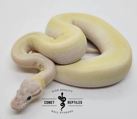 Female Super Mojave Ball Python By Comet Reptiles