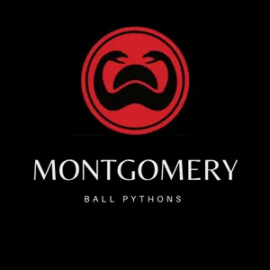 Montgomery Ball Pythons - MorphMarket