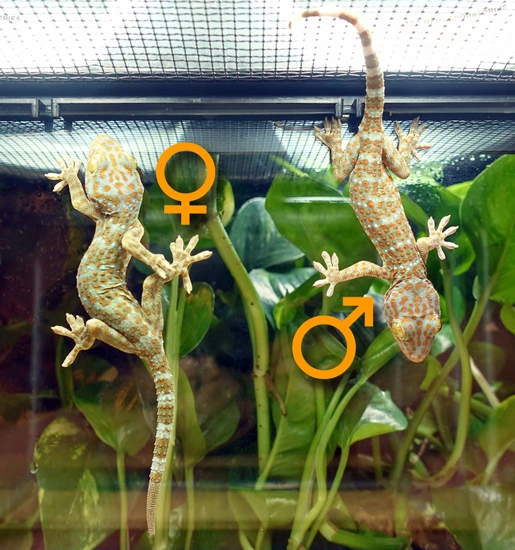 F2 Captive Born & Bred Male & Female Tokay Gecko by Rainstorm Reptiles ...