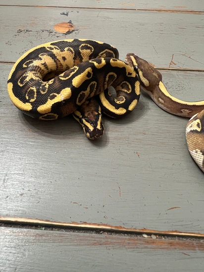 Mojave Yellow Belly Ball Python by Excalibur’s Exotic Reptiles