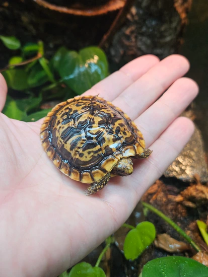 Pancake Tortoise by Exotic Addicts