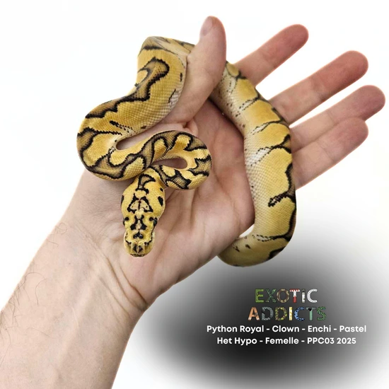 Clown, Enchi, Pastel, Het Hypo Ball Python by Exotic Addicts