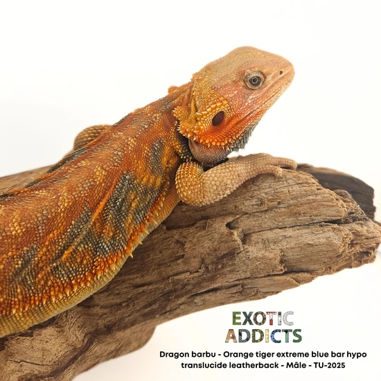 Bearded Dragon - Orange, Tiger, Extreme Blue Bare, Hypo, Translucent ...