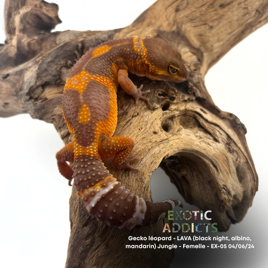Lava (Black Night, Albino, Mandarin) Jungle Leopard Gecko by Exotic Addicts