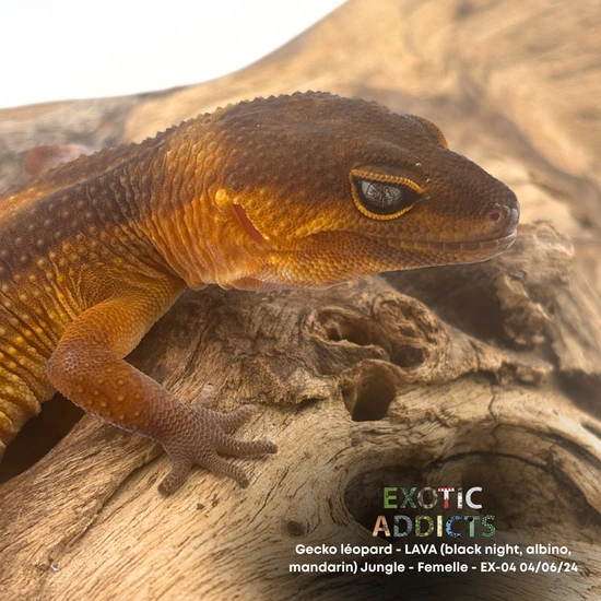 Lava (Black Night, Albino, Mandarin) Jungle Leopard Gecko by Exotic Addicts