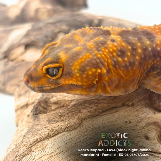 Lava (Black Night, Albino, Mandarin) Leopard Gecko by Exotic Addicts